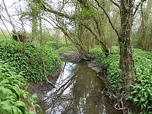 Slinfold Stream and Quarry Facts for Kids