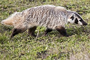 American badger Facts for Kids