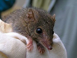 Antechinus Facts for Kids