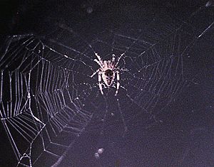 Spider web Facts for Kids