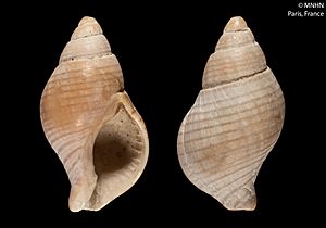 Lined whelk Facts for Kids