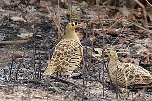 Four-banded sandgrouse Facts for Kids