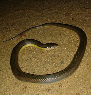 Split keelback Facts for Kids