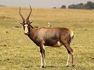 Blesbok Facts for Kids