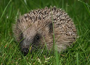 Hedgehog Facts for Kids