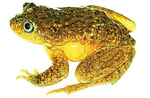 Andean Water Frog Facts for Kids