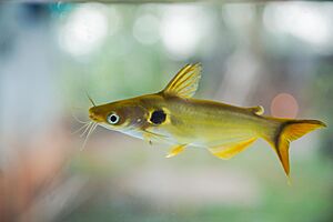 Yellow catfish Facts for Kids