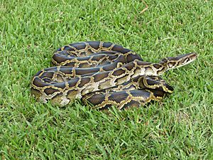 Burmese pythons in Florida Facts for Kids