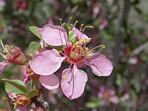 Prunus andersonii Facts for Kids