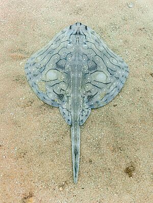 Undulate ray Facts for Kids