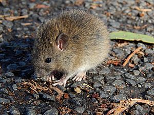 Polynesian rat Facts for Kids