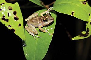 Yucatan robber frog Facts for Kids