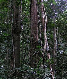 Daintree Rainforest Facts for Kids