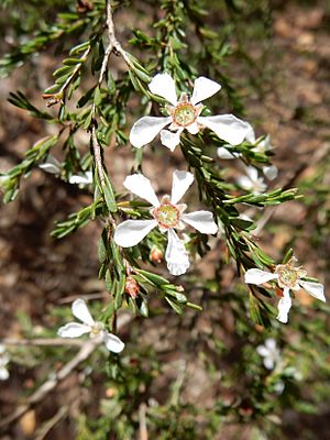 Lemon-scented tea-tree Facts for Kids