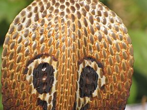 Indian cobra Facts for Kids