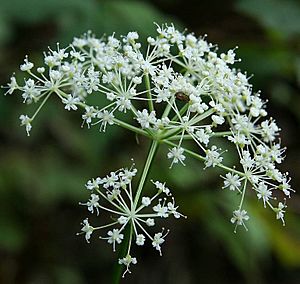 Pimpinella brachycarpa Facts for Kids