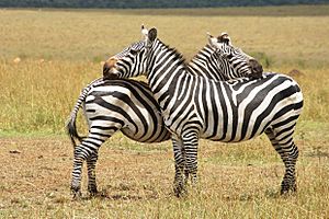 Zebra Facts for Kids