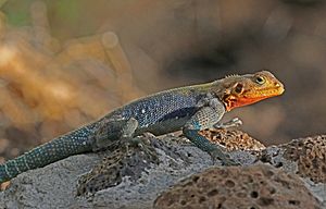 Agama (lizard) Facts for Kids