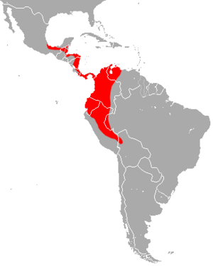 Thomas's shaggy bat Facts for Kids