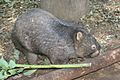 Common wombat Facts for Kids