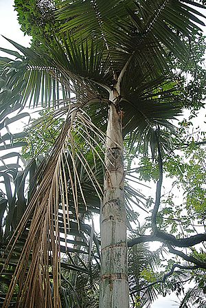 Pumbo wax palm Facts for Kids