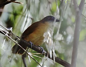 Goeldi's antbird Facts for Kids