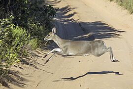 Common duiker Facts for Kids