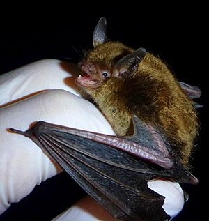 Little brown bat Facts for Kids