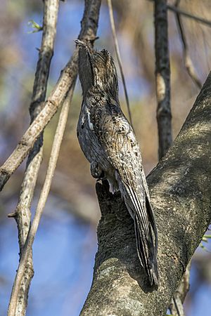Northern potoo Facts for Kids