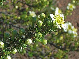 Mexican cliffrose Facts for Kids