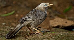 Yellow-billed babbler Facts for Kids