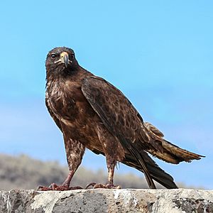 Galapagos hawk Facts for Kids