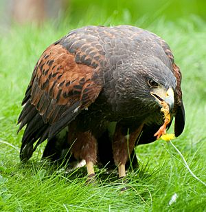 Harris's hawk Facts for Kids