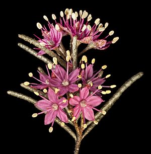 Phebalium Facts for Kids