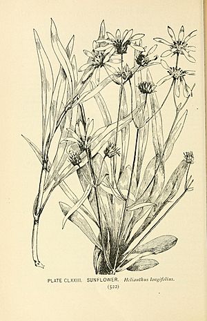 Longleaf sunflower Facts for Kids