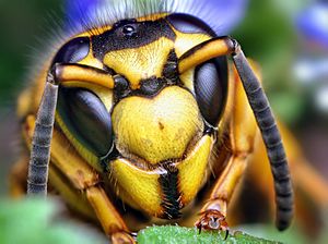 Yellowjacket Facts for Kids