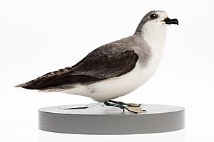 Pycroft's petrel Facts for Kids