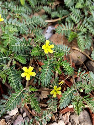 Tribulus terrestris Facts for Kids