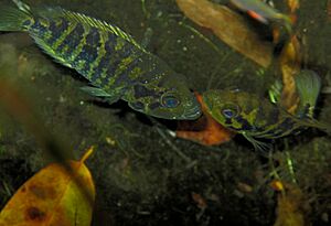 Yellowjacket cichlid Facts for Kids