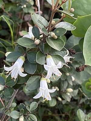 White correa Facts for Kids