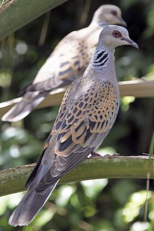 European turtle dove Facts for Kids