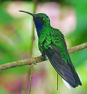 White-tailed sabrewing Facts for Kids
