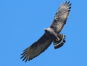 Zone-tailed hawk Facts for Kids
