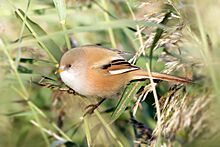 Bearded reedling Facts for Kids