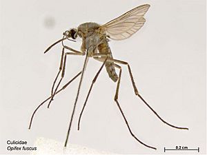 Opifex fuscus Facts for Kids