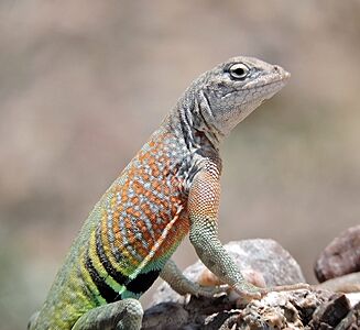 Greater earless lizard Facts for Kids
