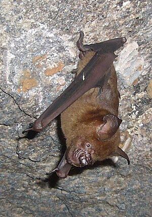 Indian roundleaf bat Facts for Kids