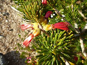 Barrens clawflower Facts for Kids