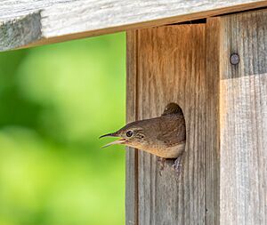 House wren Facts for Kids