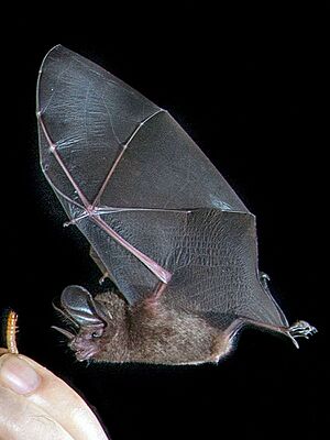 Little big-eared bat Facts for Kids